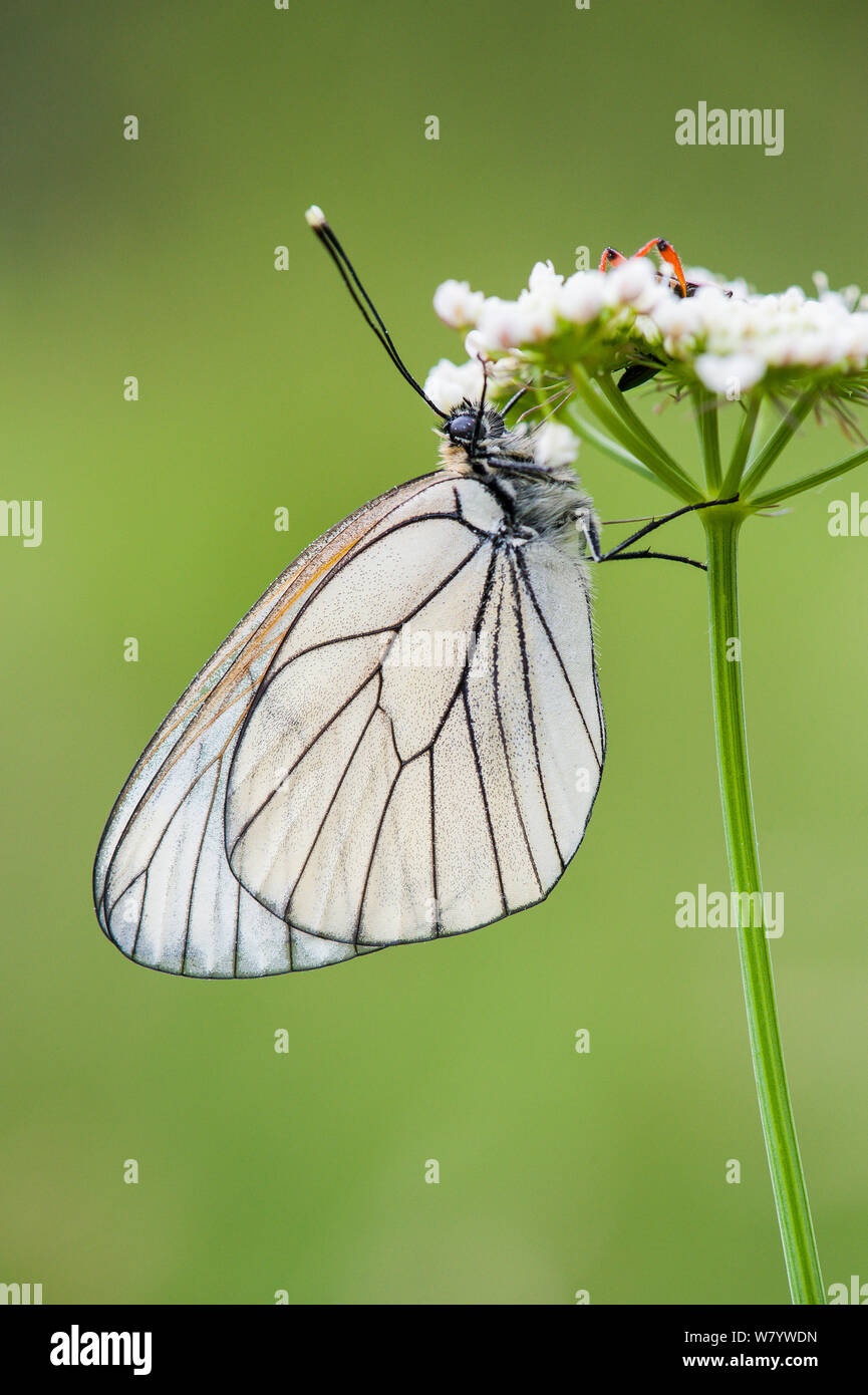 Black veined white butterfly (Aporia crataegi) and assassin bug ...