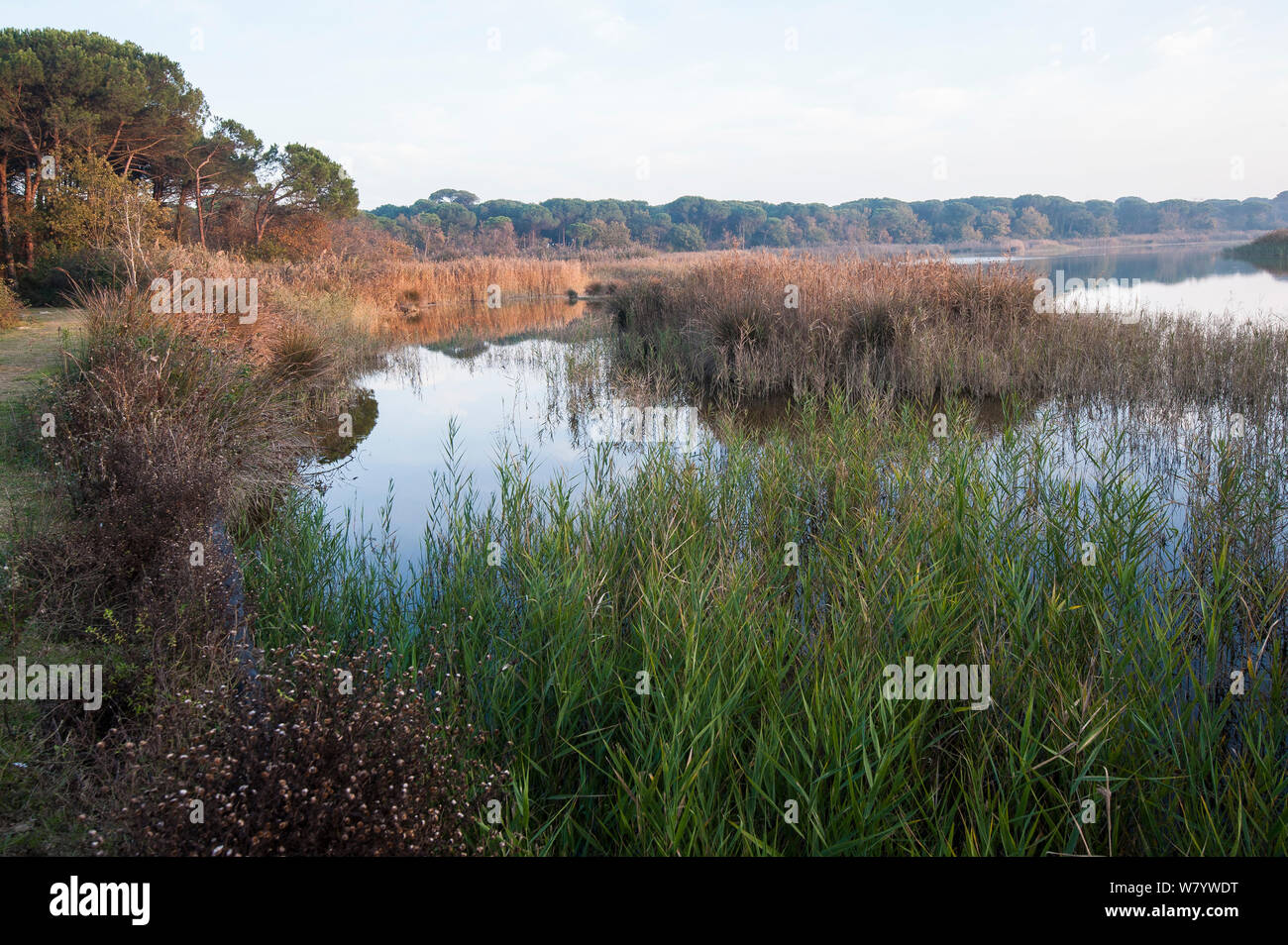Italian stone pine tree hi-res stock photography and images - Alamy