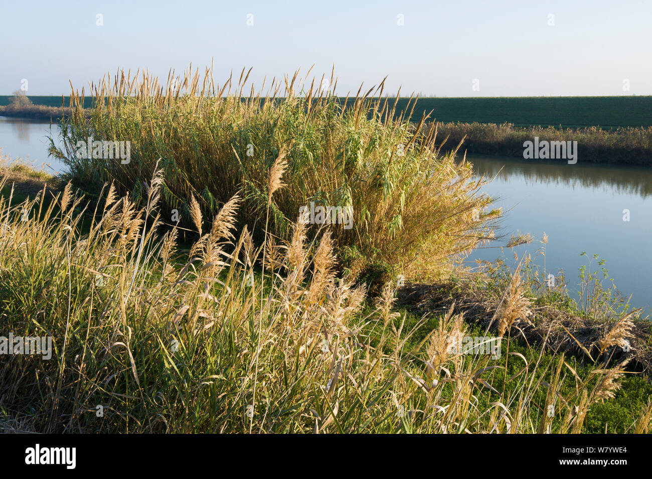 Giant reed hi-res stock photography and images - Alamy