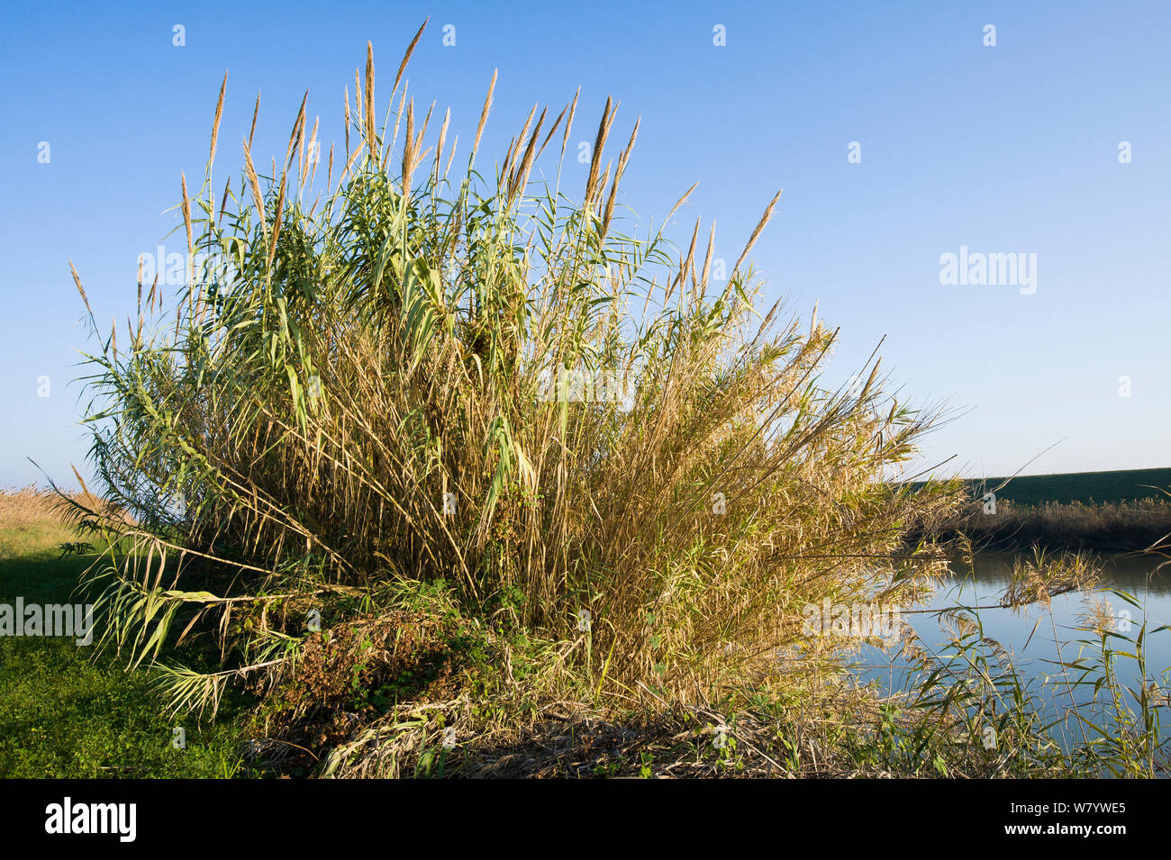 Arundo donax hi-res stock photography and images - Alamy