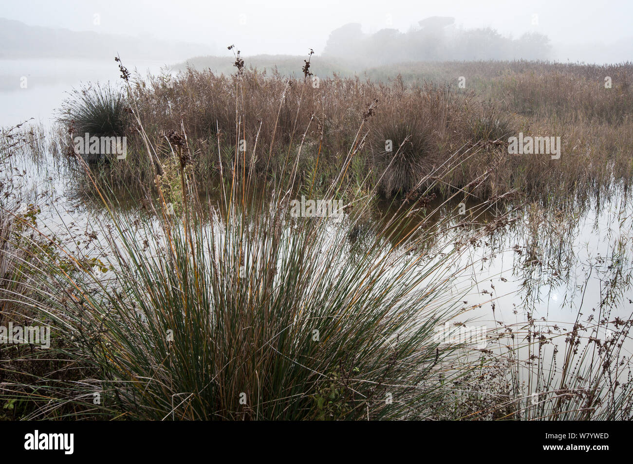 Marsh plant rush hi-res stock photography and images - Alamy