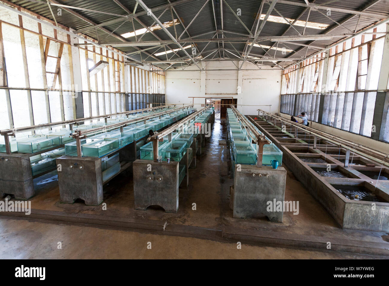 Tanks used for breeding Malawi cichlid (Pseudocrenilabrinae) fish ...