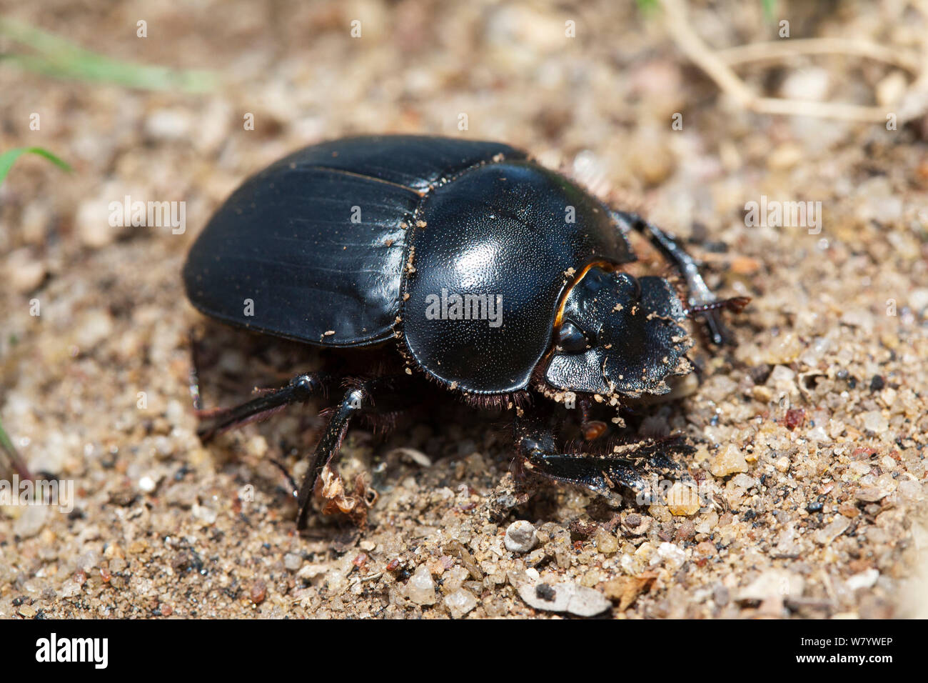 Scarabid scarabaeidae hi-res stock photography and images - Alamy