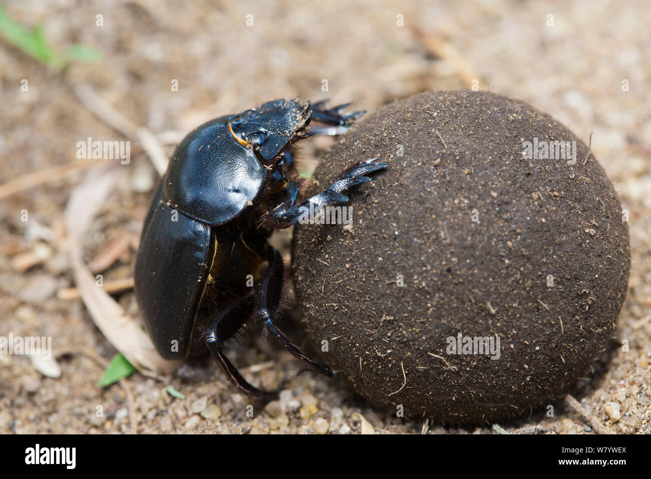 Dung beetle scarabaeidae insect hi-res stock photography and images - Alamy