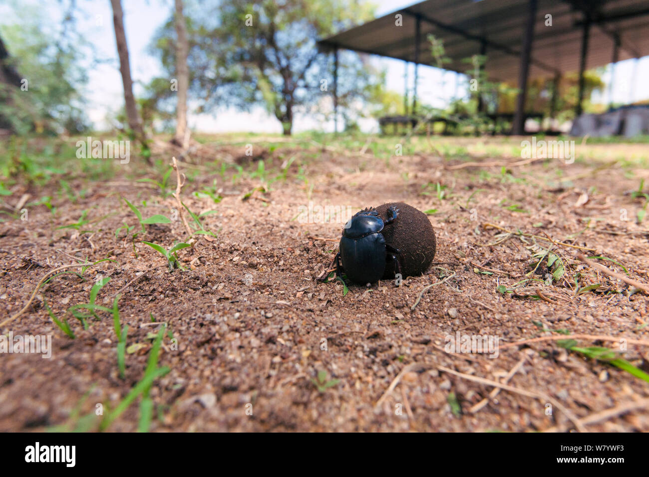 Scarabid scarabaeidae hi-res stock photography and images - Alamy