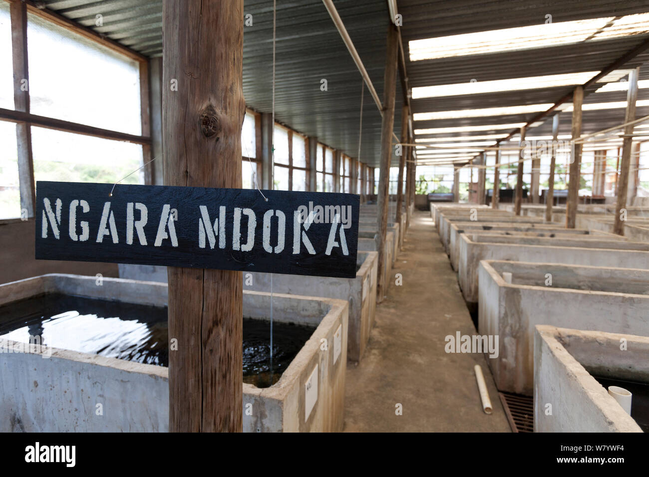 Tanks used for breeding Malawi Cichlid (Pseudocrenilabrinae) fish with ...