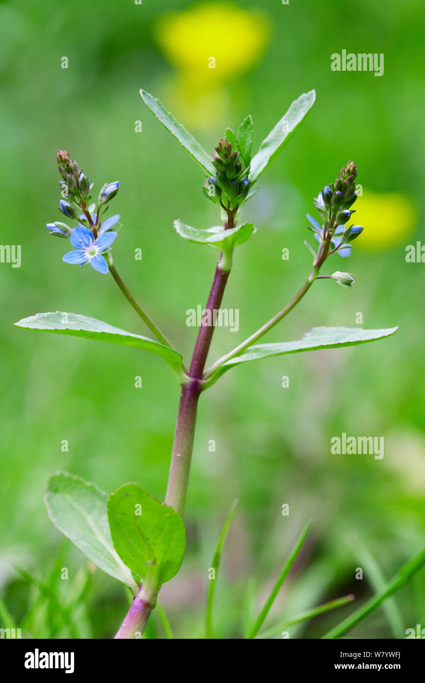 Blue brooklime flower hi-res stock photography and images - Alamy