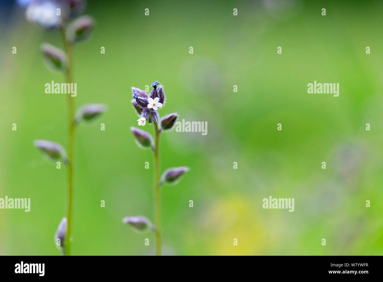 Changing forget-me-not (Myosotis discolor) flower, Sussex, UK. June ...