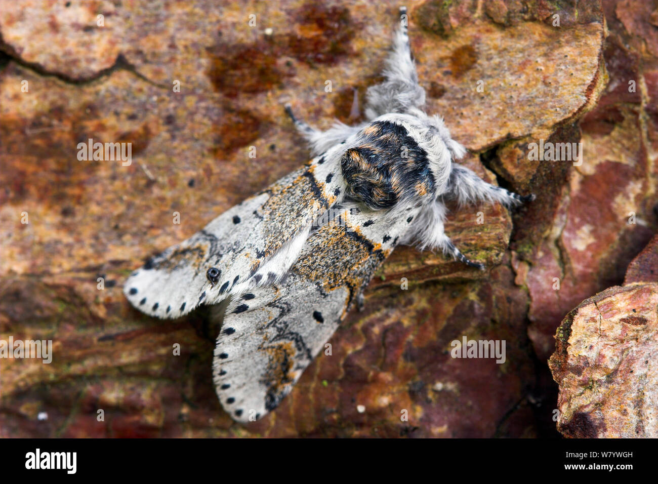 Poplar kitten moth (Furcula bifida) Dorset, UK. June Stock Photo - Alamy