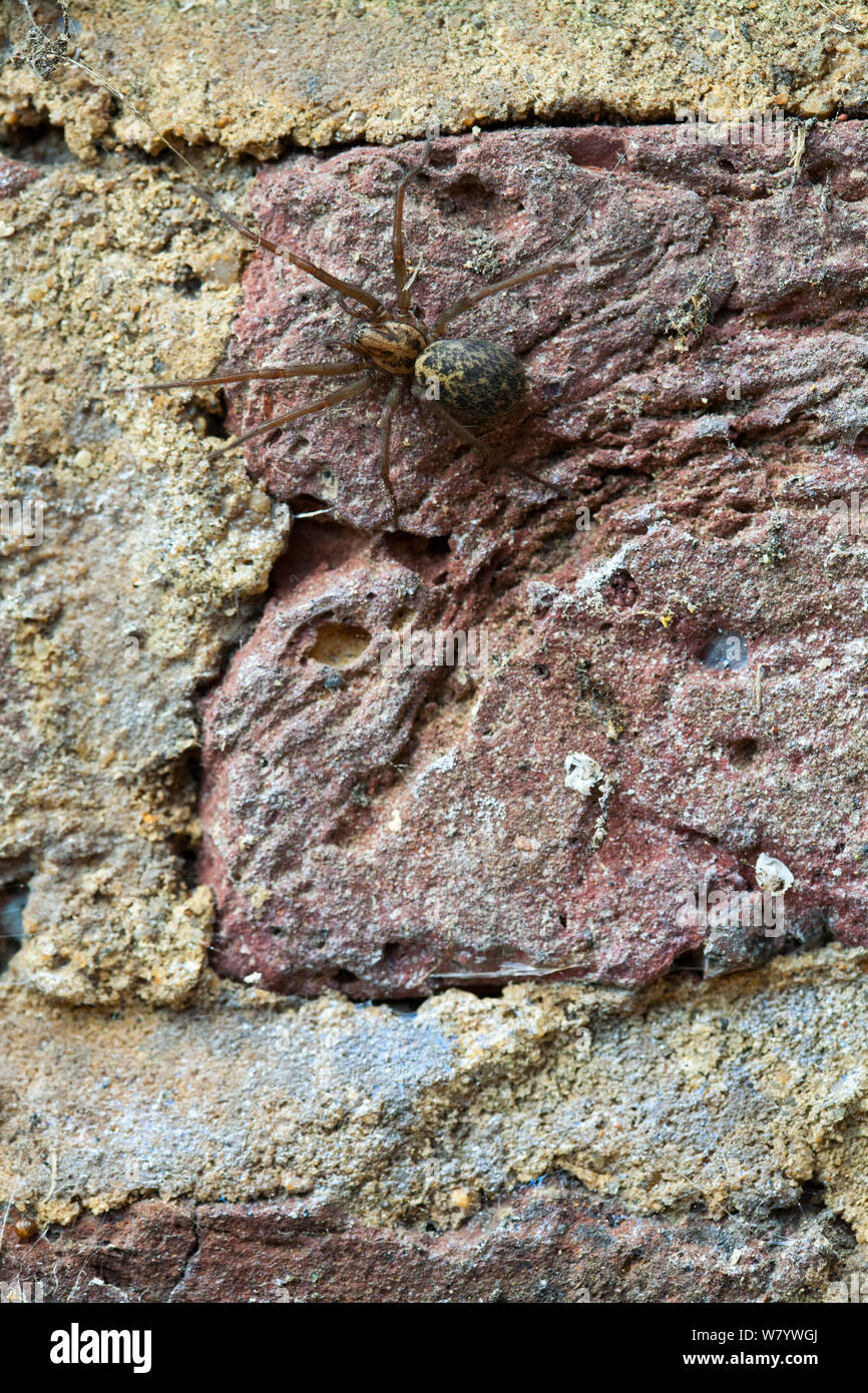 House spider (Tegenaria sp.) female on wall, Sussex, UK, May Stock ...