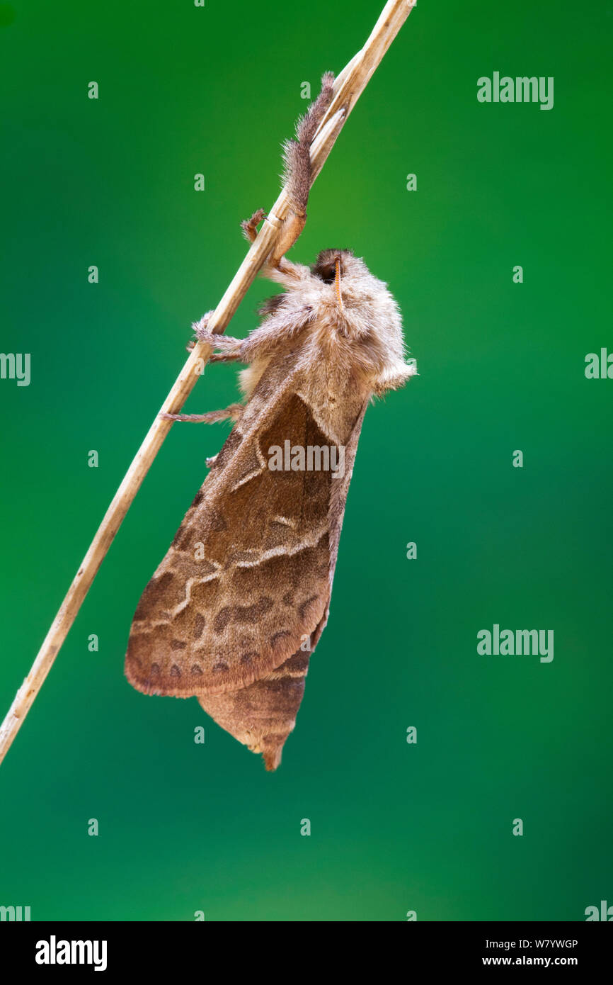 Orange Swift Moth Uk High Resolution Stock Photography and Images - Alamy