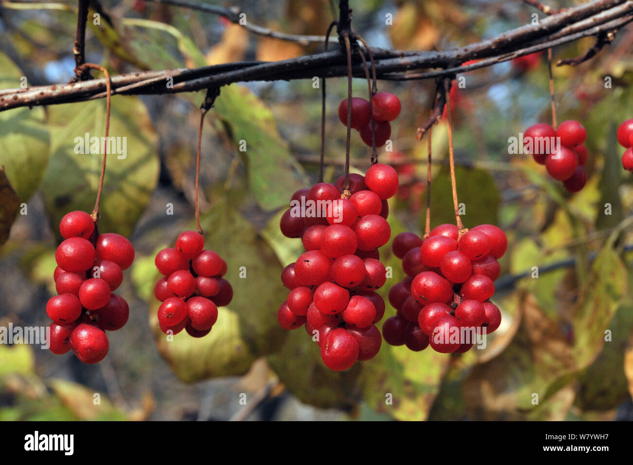 Schisandra chinensis hi-res stock photography and images - Alamy