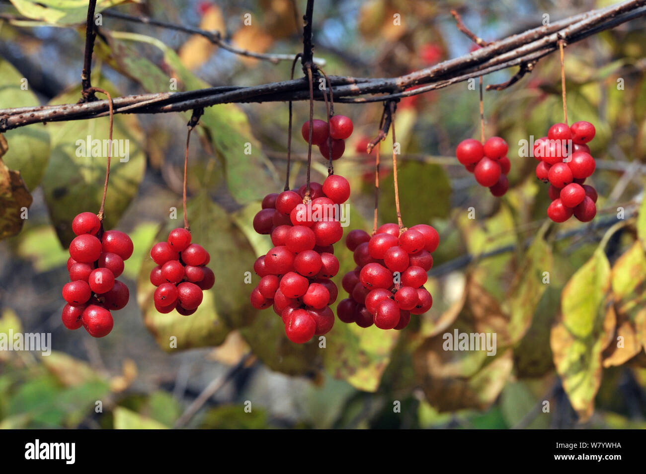 Five-flavour berry (Schisandra chinensis) Amur region, Russia Stock ...