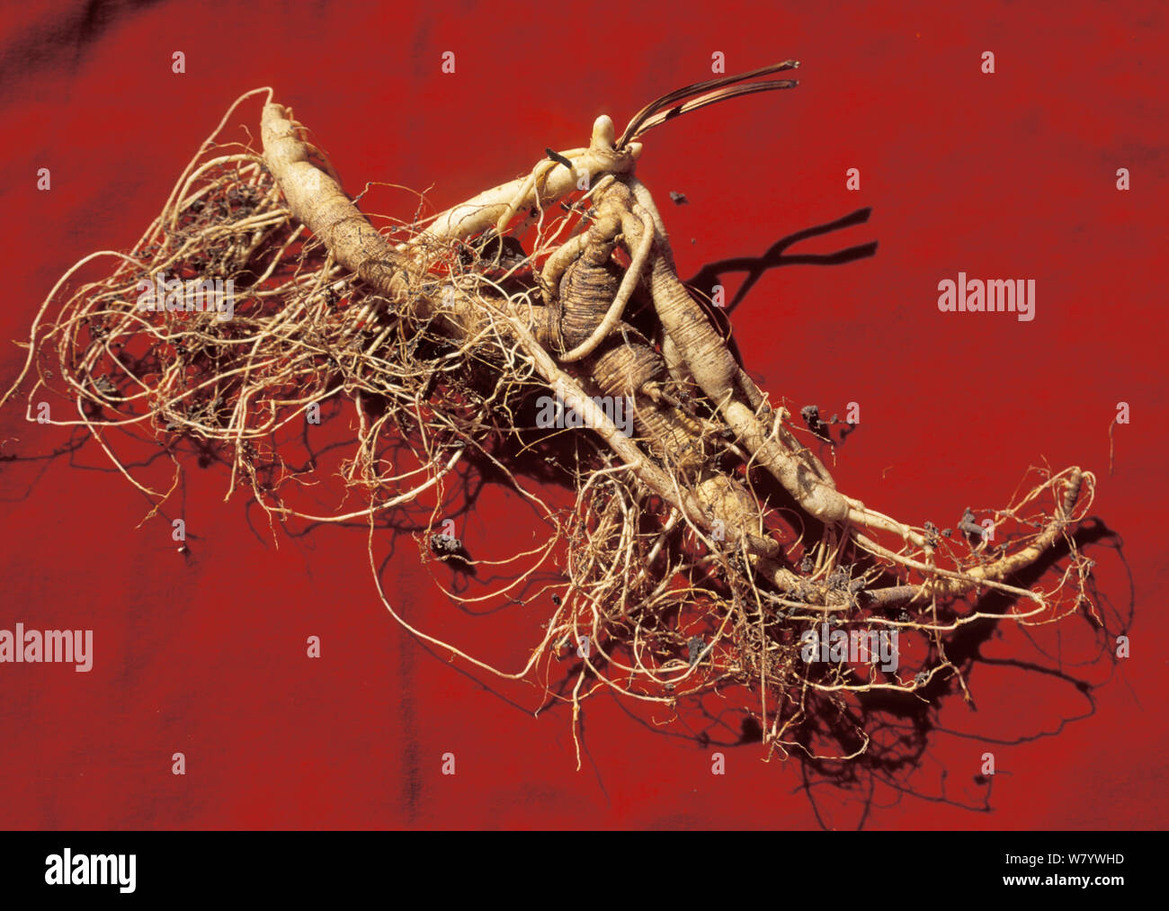 Ginseng (Panax ginseng) roots Stock Photo - Alamy