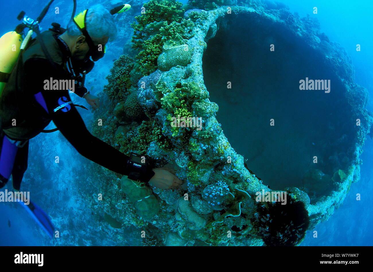 Diver exploring 'Barnacle' artificial reef, built in 2001 with a steel ...