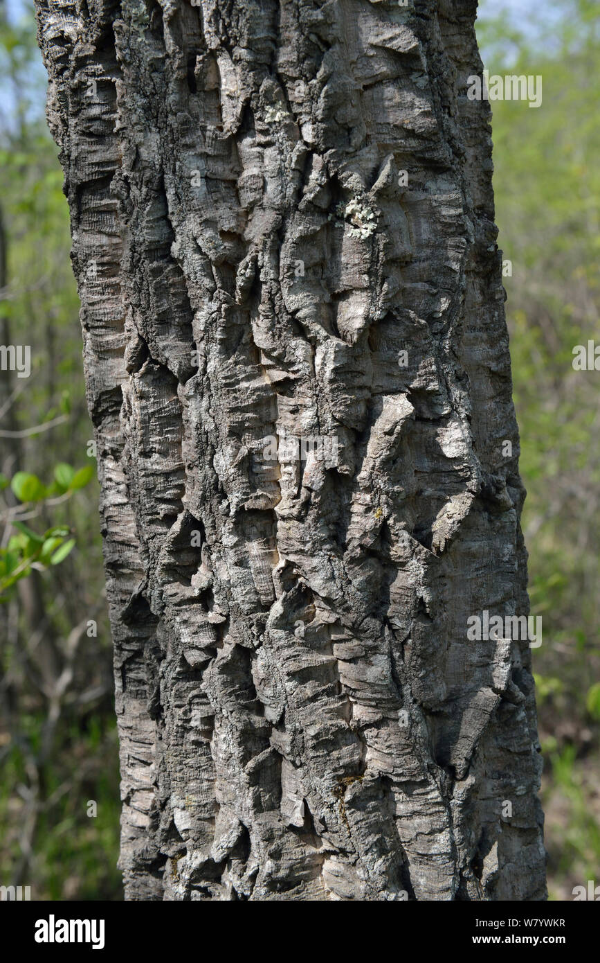 Amur region hi-res stock photography and images - Alamy