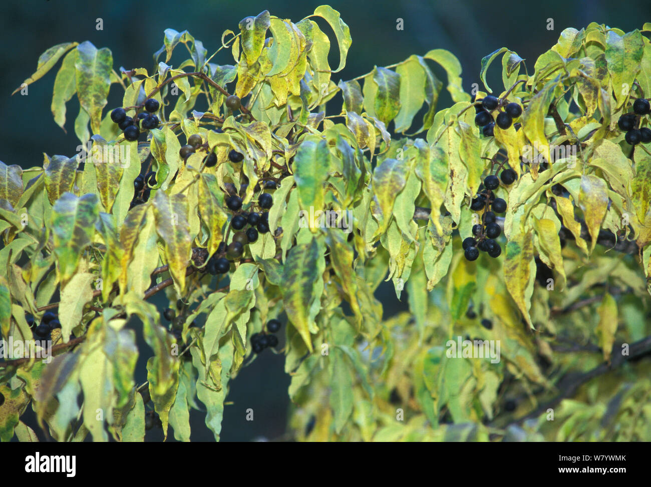 Phellodendron lavallei hi-res stock photography and images - Alamy