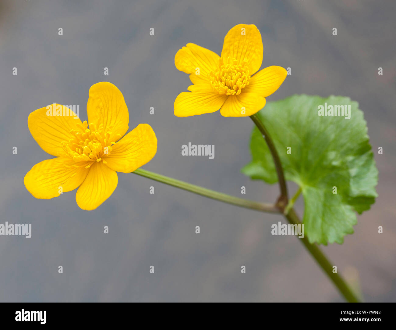 Marsh marigold (Caltha palustris) in flower, medicinal plant, Queyras ...