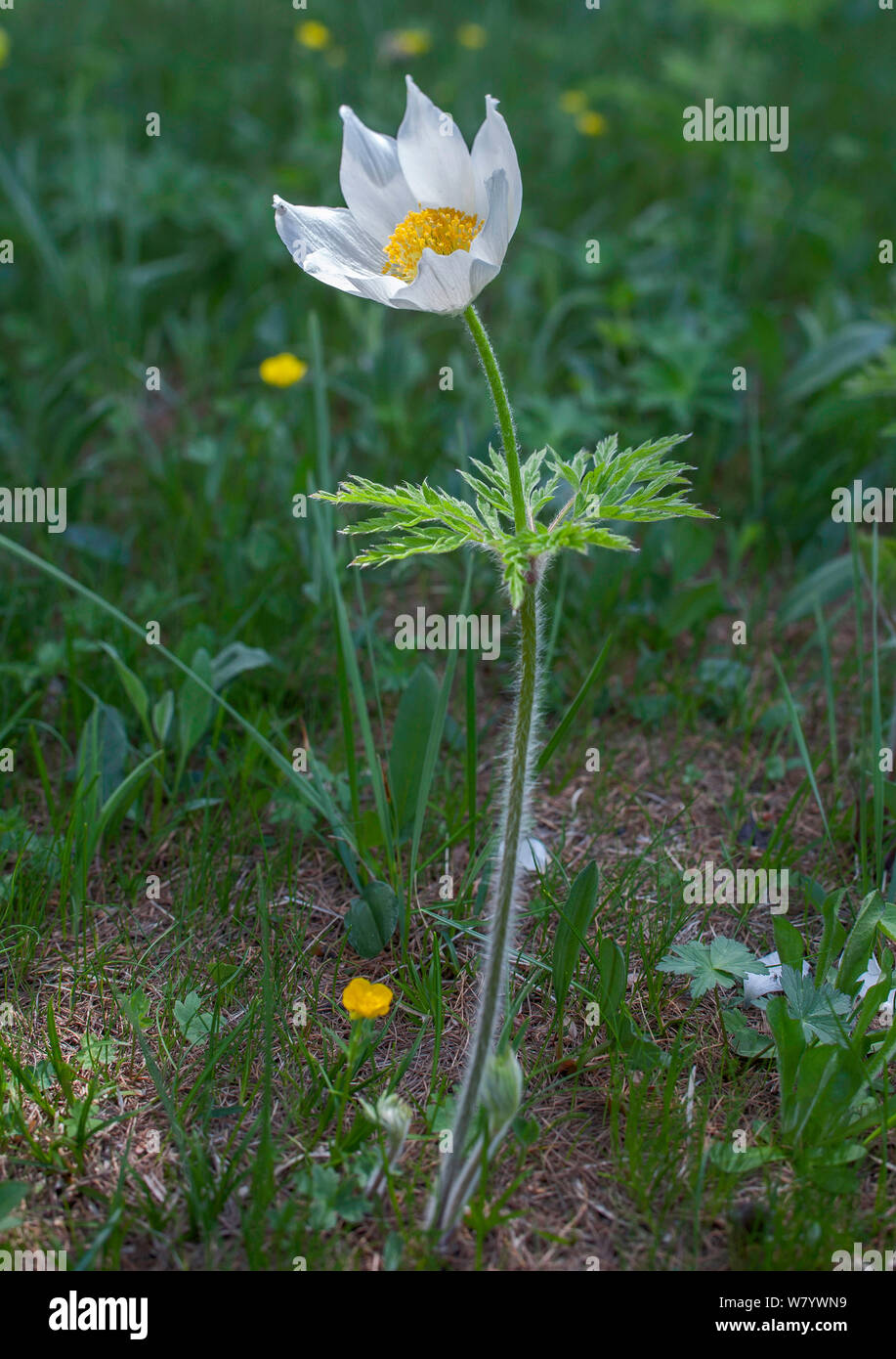 Alpine anemone (Pulsatilla alpina alpina) Queyras, France, June Stock ...