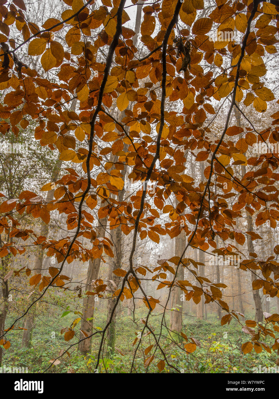 Beech (Fagus sylvatica) leaves in autumn, Saint Gobain, Aisne, Picardy ...