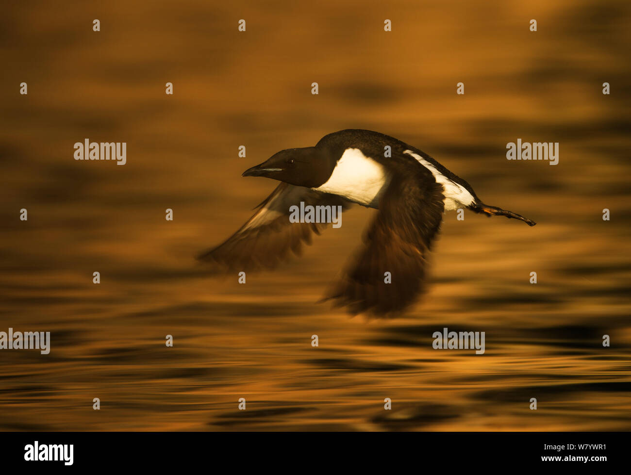 Flying Guillemot Over Water High Resolution Stock Photography and ...
