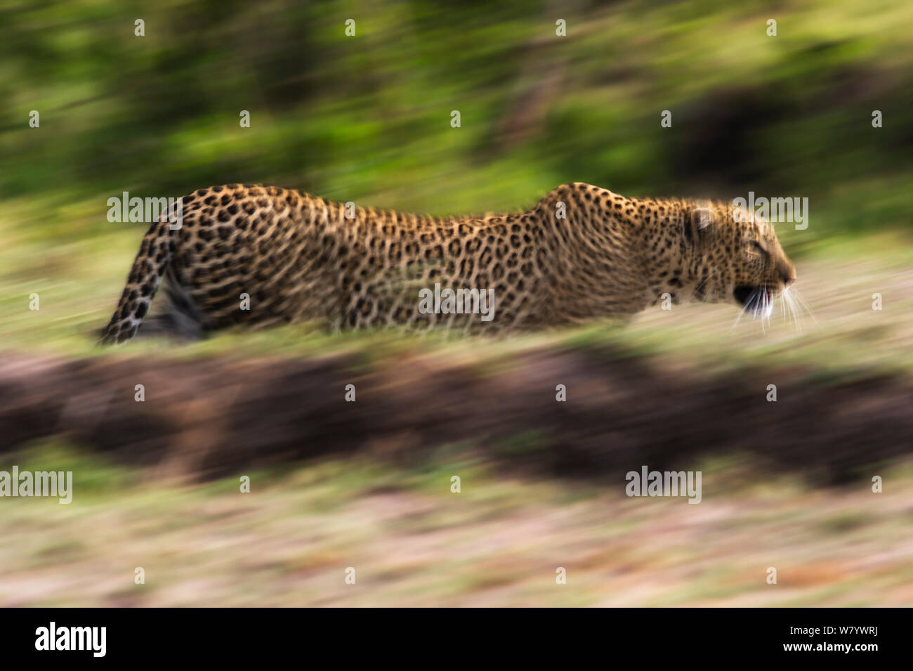 Africa cat running leopard hi-res stock photography and images - Alamy