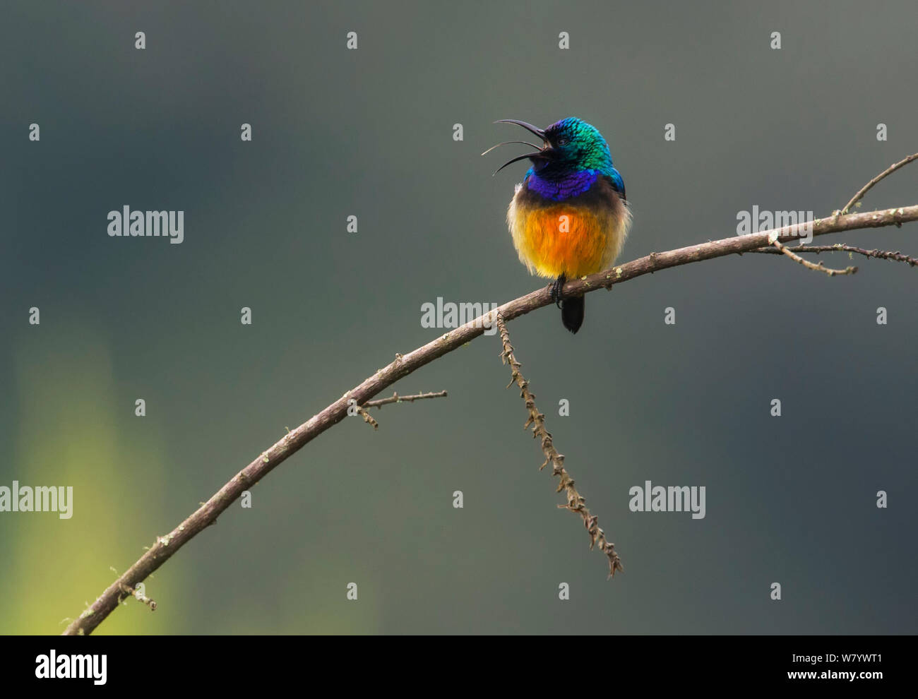 Regal sunbird (Cinnyris regius regius) Nyungwe National Park, Rwanda ...