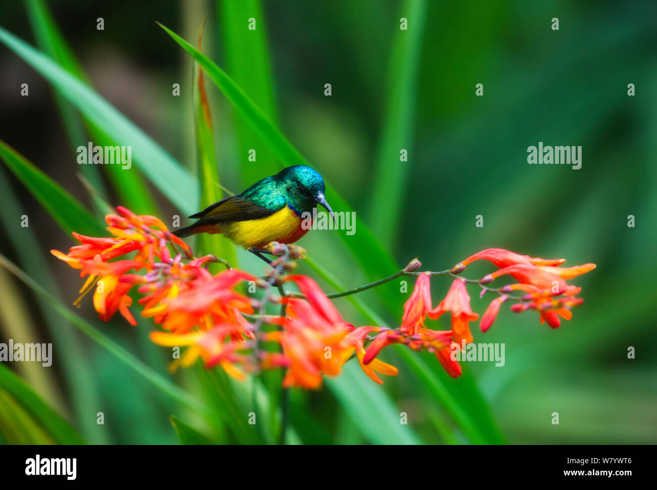 Regal Sunbird (Cinnyris regius regius) in Nyungwe NP, Rwanda Stock ...