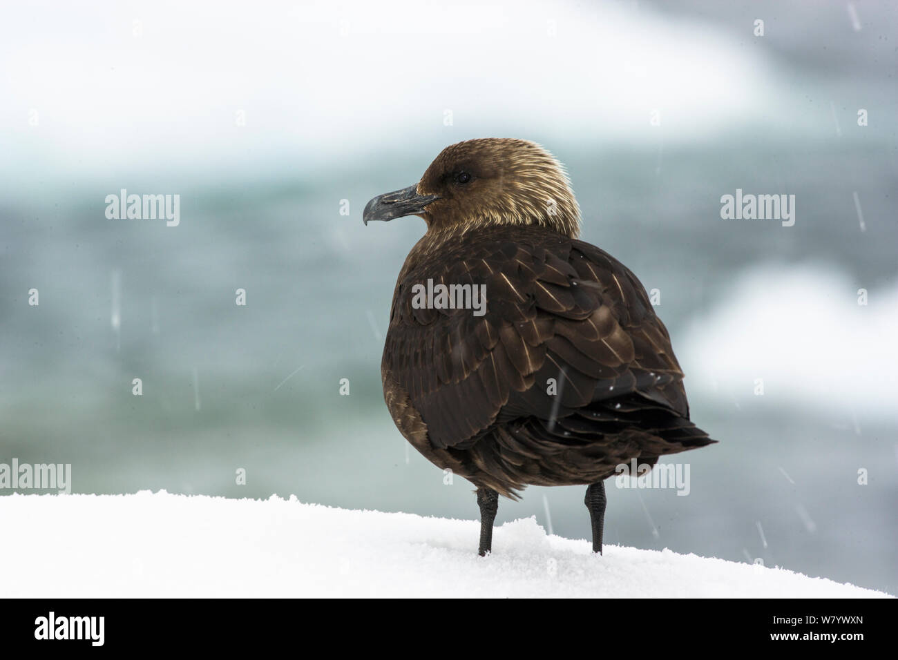 Brown skua (Stercorarius antarcticus) standing in snow, rear view, Petermann Island, Antarctica ...