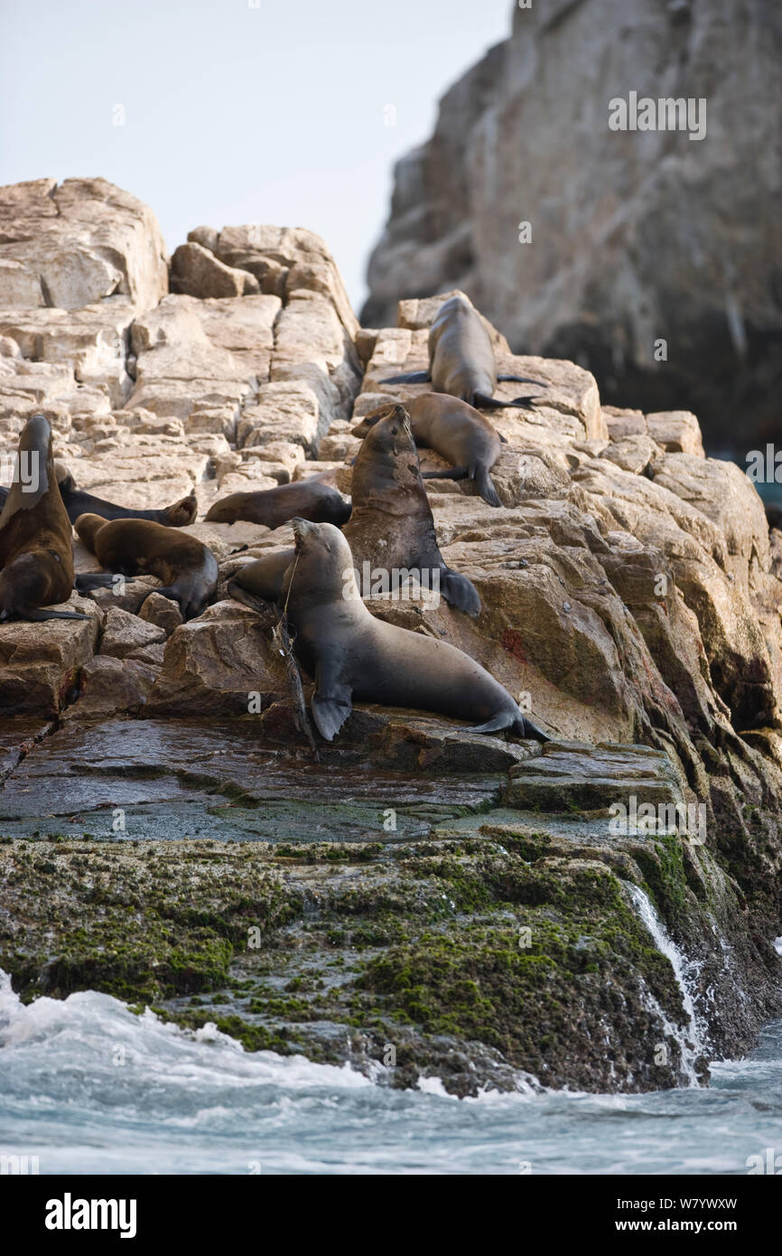 Colony of seals sunbathing on a large rock Stock Photo - Alamy