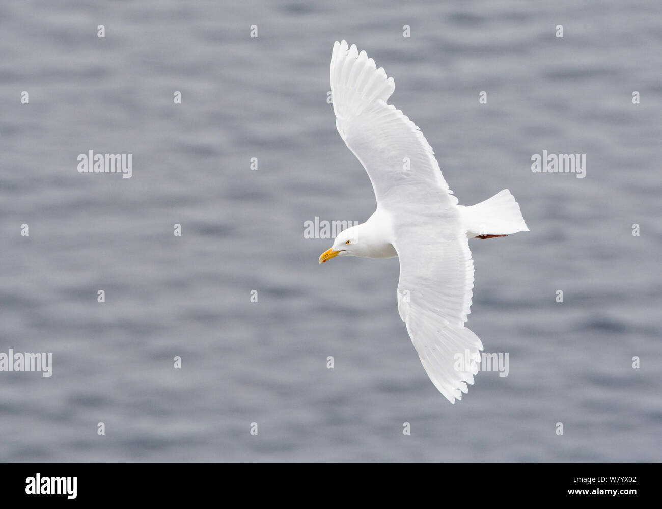 Glaucous gull (Larus hyperboreus hyperboreus) in flight over sea ...