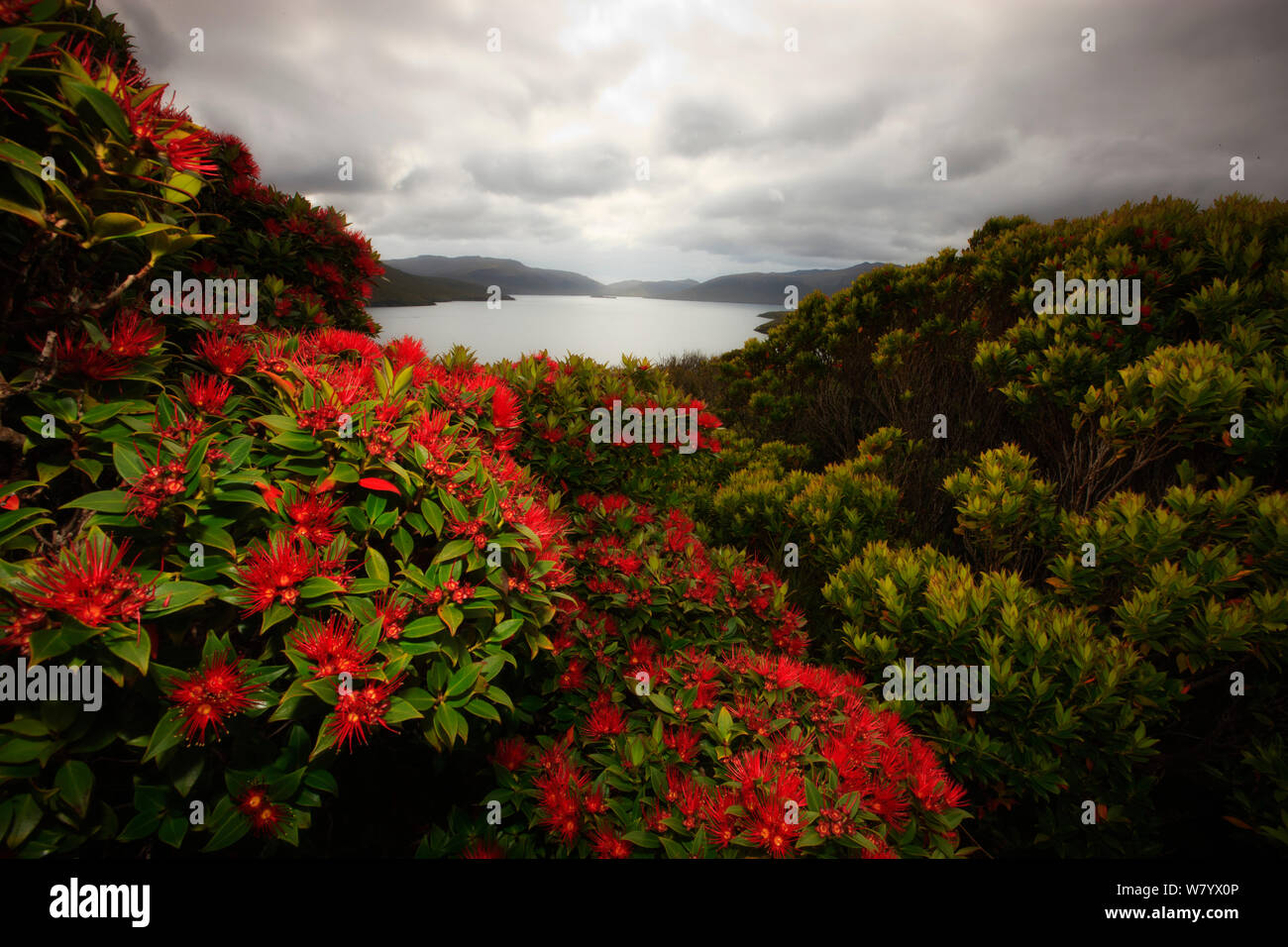 Southern rata (Metrosideros umbellata) trees in flower, Auckland Island ...