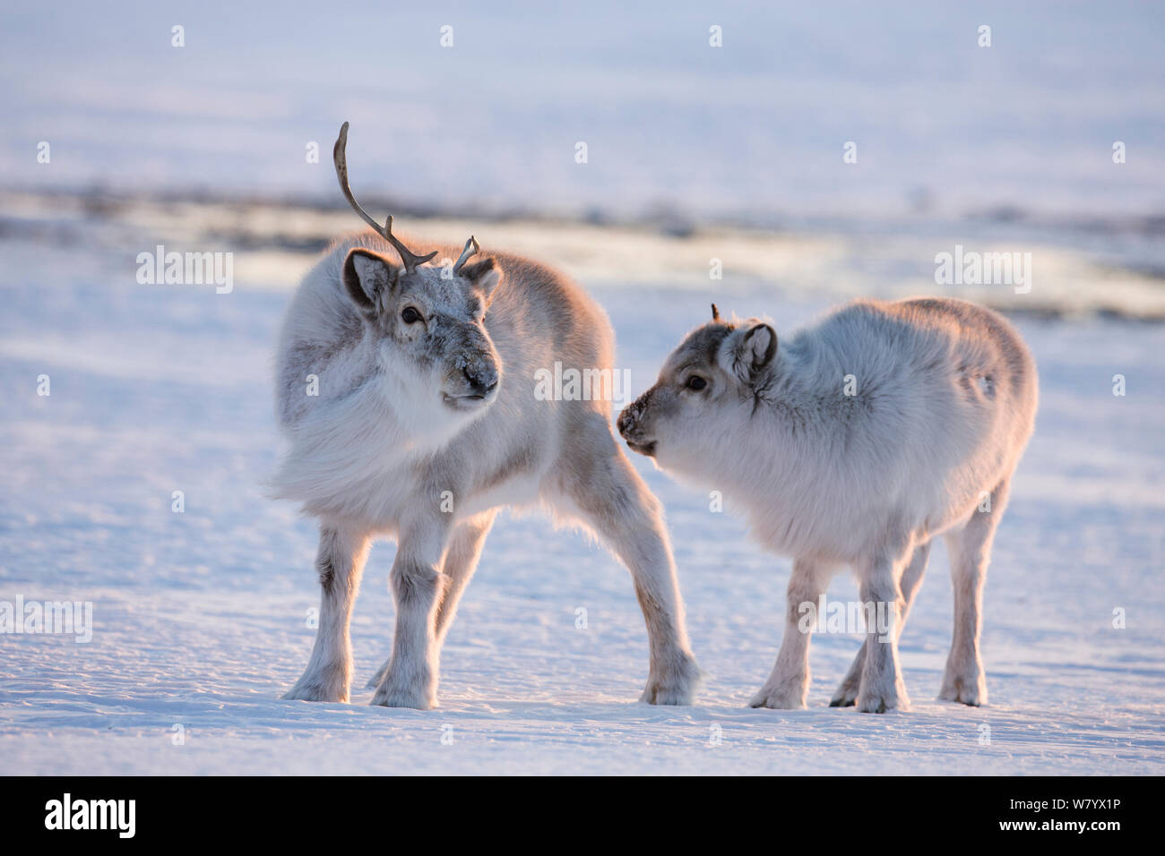 Baby Caribou In Snow