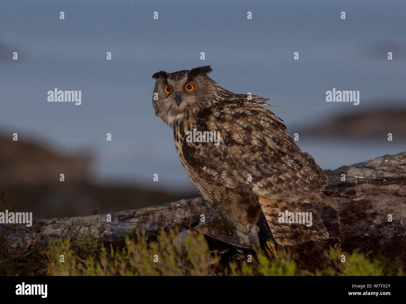 Rear view of owl hi-res stock photography and images - Alamy