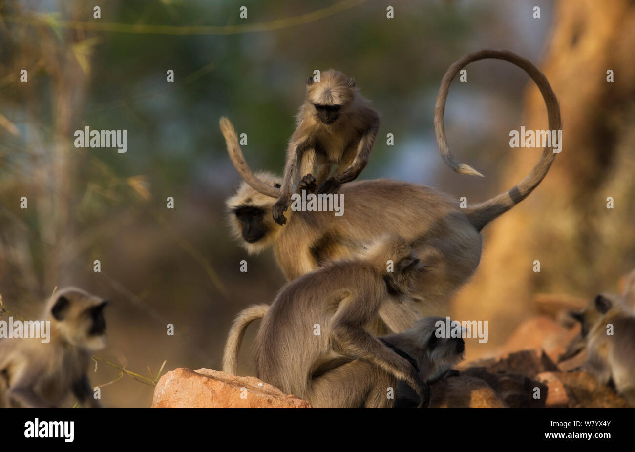 Gray Langur (Semnopithecus dussumieri) group grooming and playing, with ...