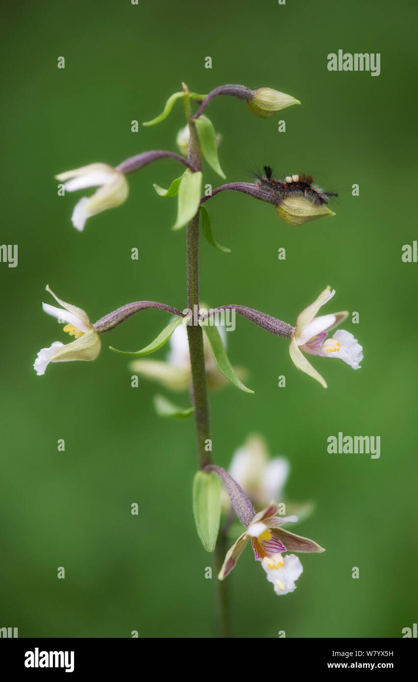 Marsh helleborine (Epipactis palustris) with Arctiid caterpillar ...