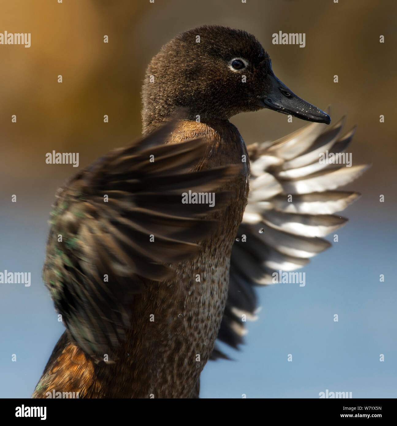 Auckland teal (Anas aucklandica) flapping wings, Auckland Islands, Sub ...
