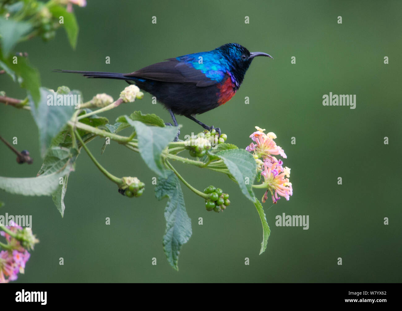 Birds of rwanda hi-res stock photography and images - Alamy