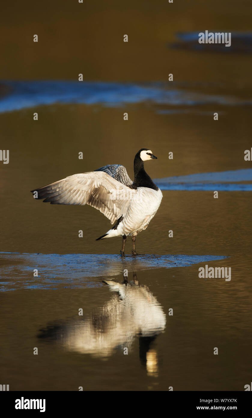 Barnacle Goose (Branta leucopsis) flapping wings, Svalbard, Norway ...