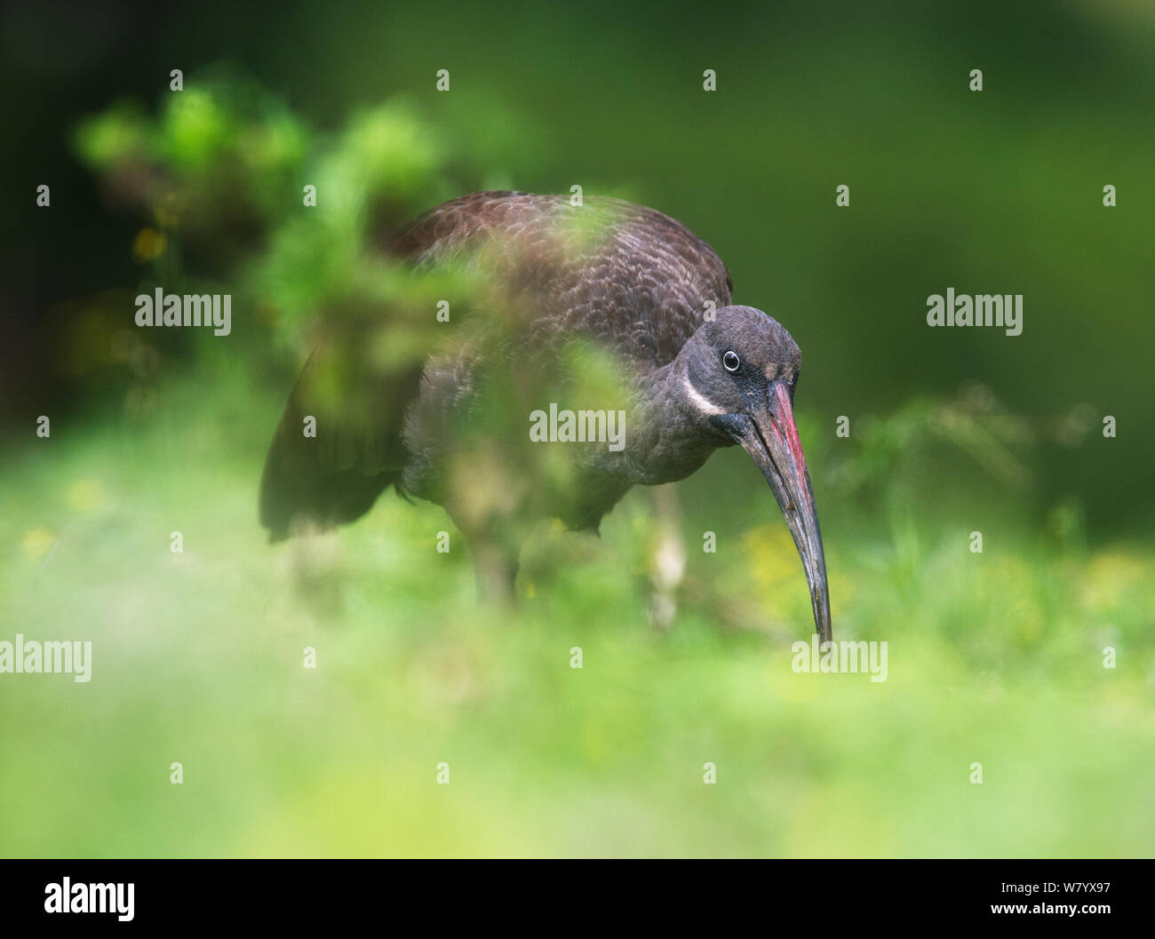 Hadada Ibis High Resolution Stock Photography and Images - Alamy