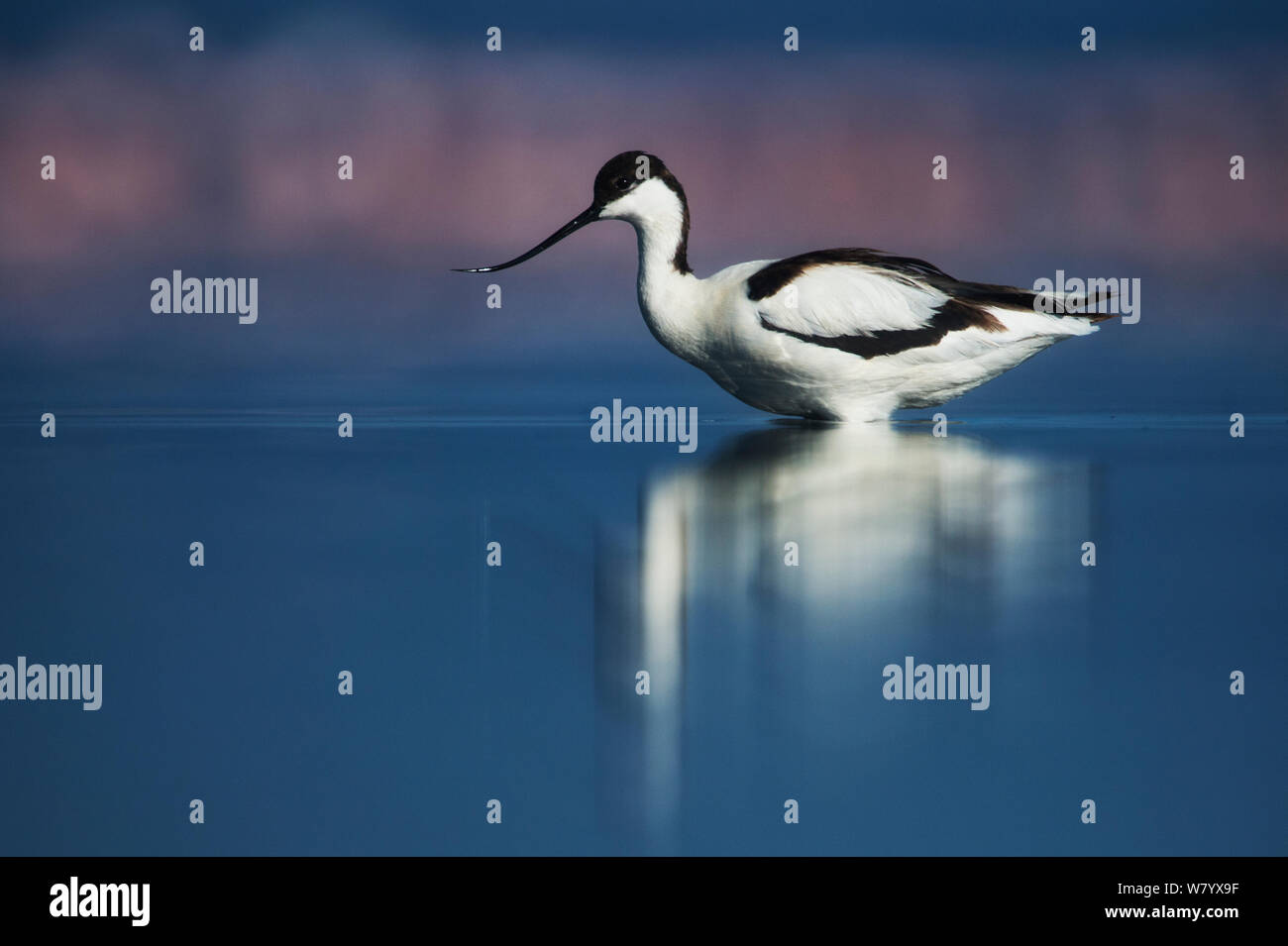 Avocet wildlife hi-res stock photography and images - Alamy