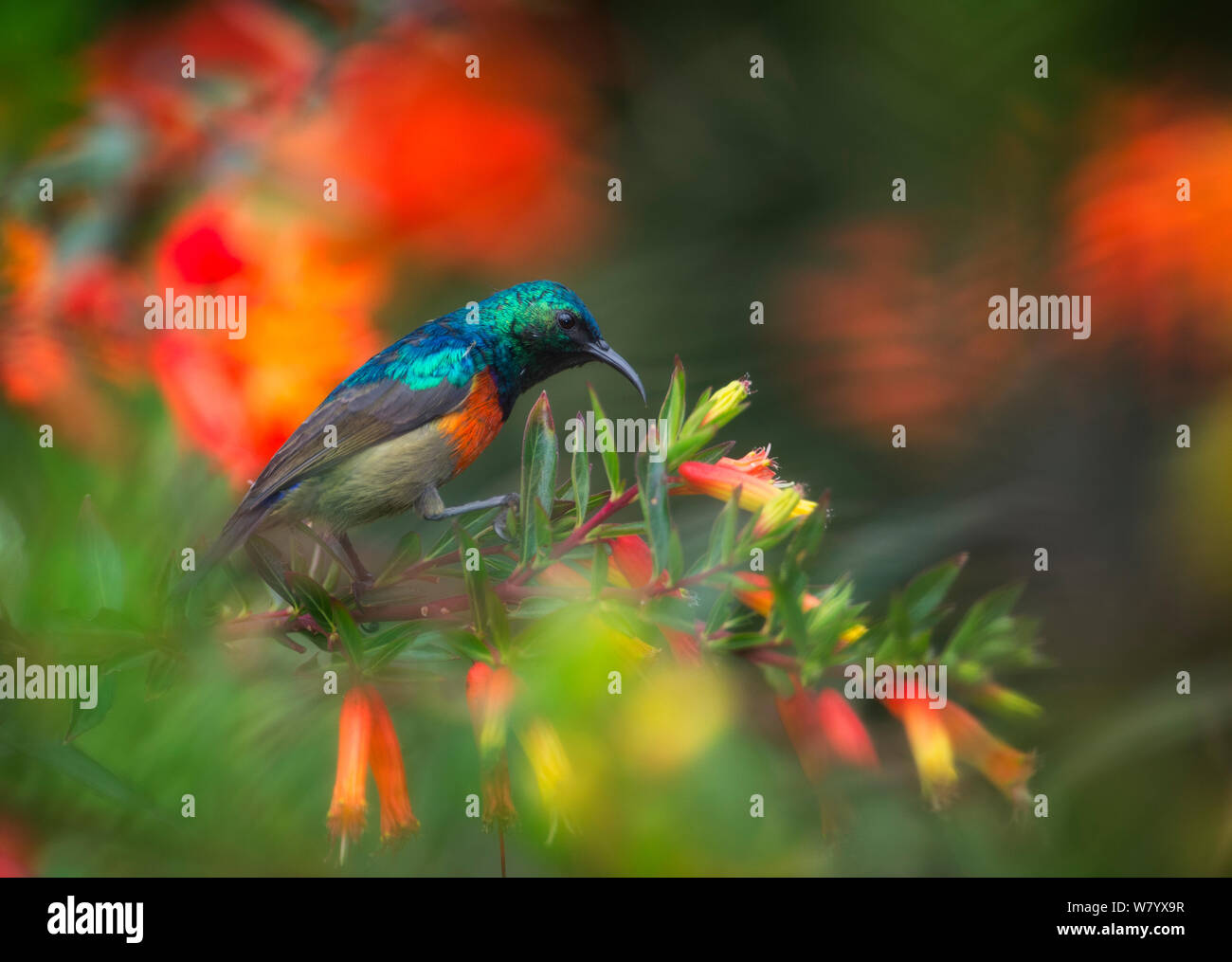 Regal sunbird nectarinia regia hi-res stock photography and images - Alamy