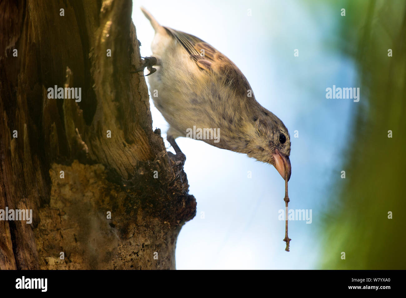 Beak as tool hi-res stock photography and images - Alamy