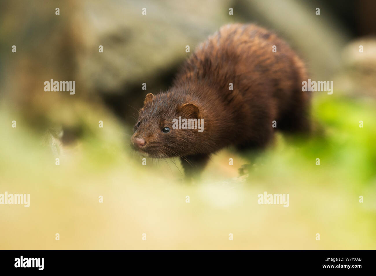 American mink (Mustela vision) walking, Bergen, Norway. October ...