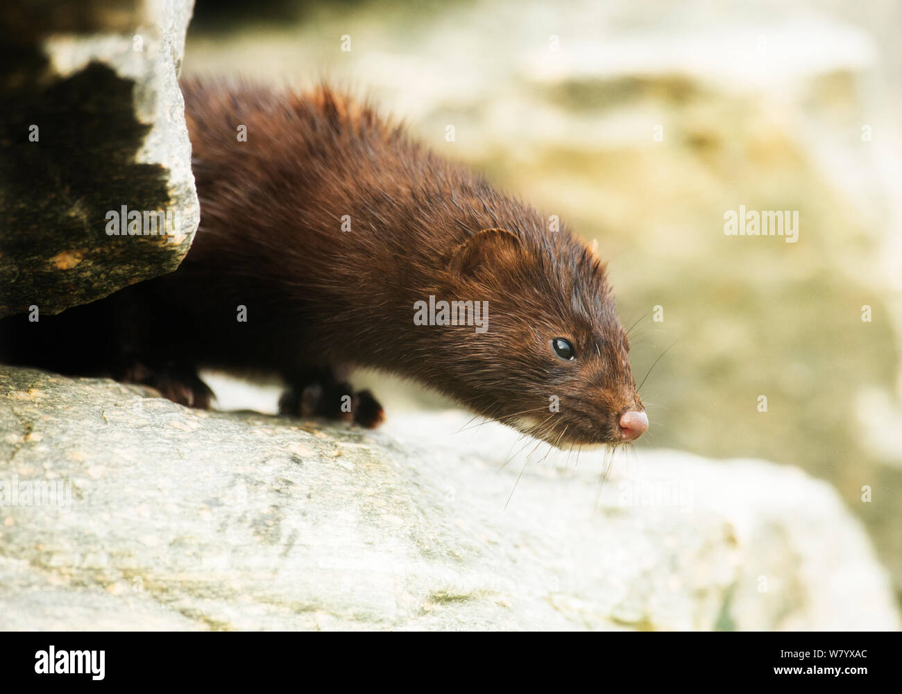Mink animal hi-res stock photography and images - Alamy