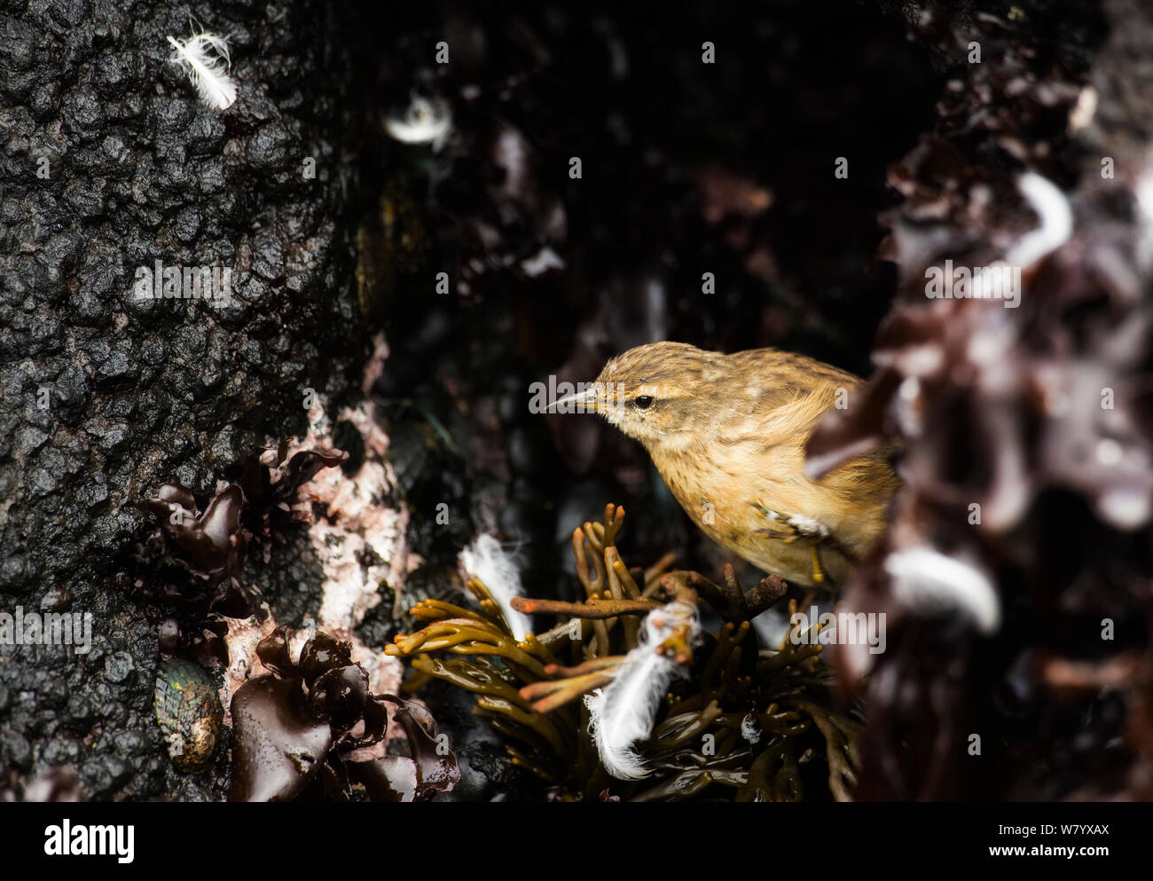 Sub-Antarctic New Zealand pipit (Anthus novaeseelandiae steindachneri ...