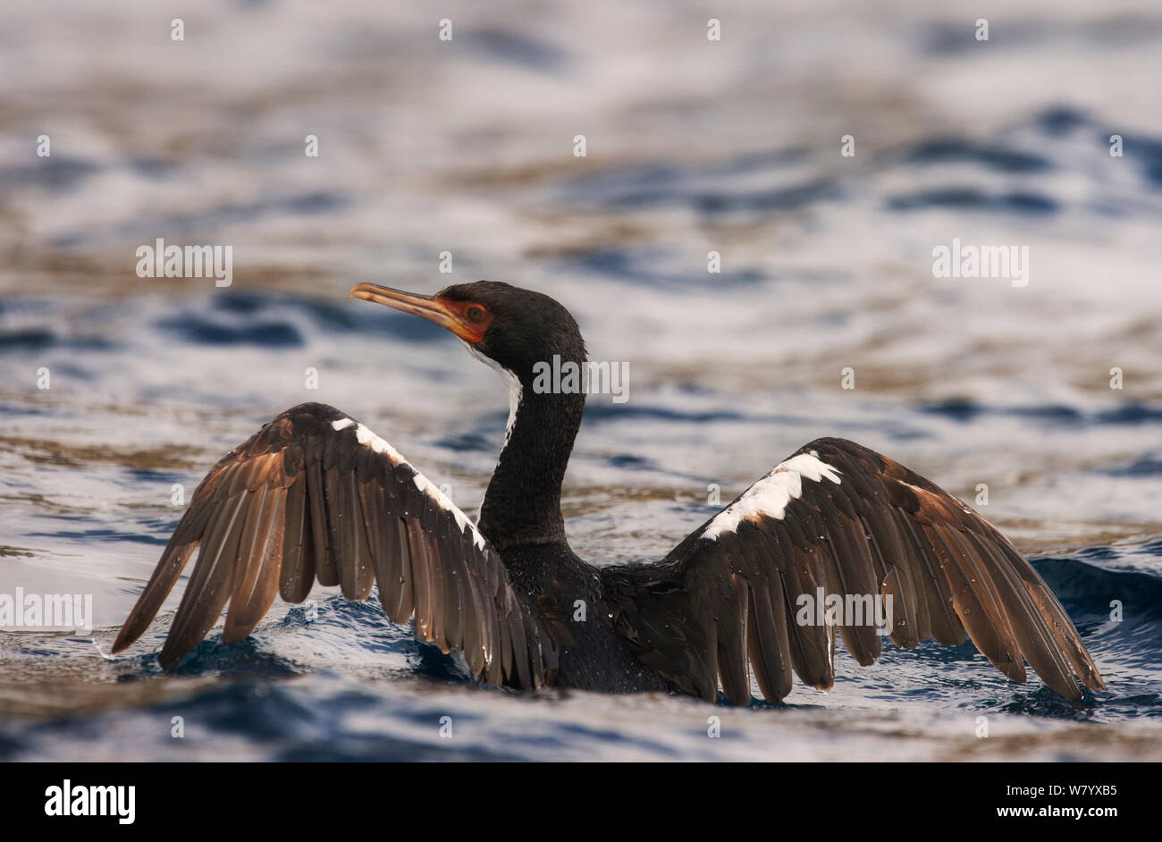 Shag wing stretching hi-res stock photography and images - Alamy