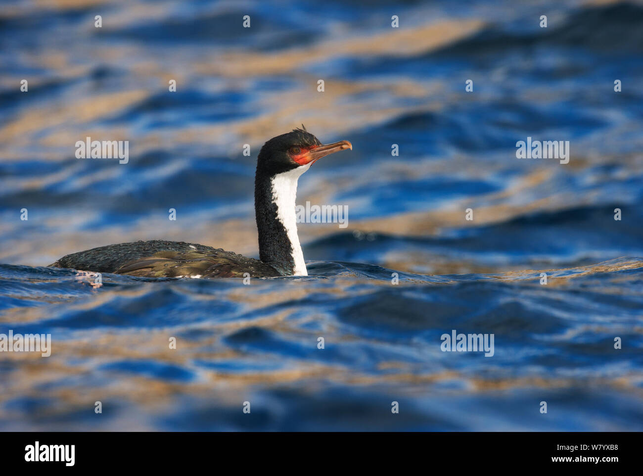 Bounty islands new zealand hi-res stock photography and images - Alamy