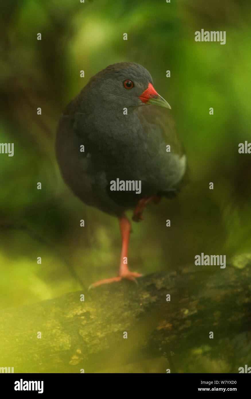 Neocrex hi-res stock photography and images - Alamy