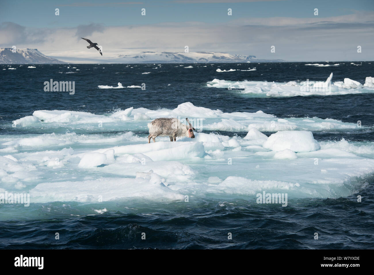 Flying reindeer hi-res stock photography and images - Alamy